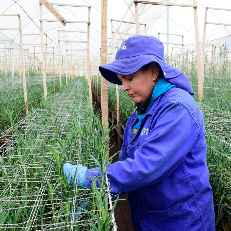 Nosotros – Flores la Conejera