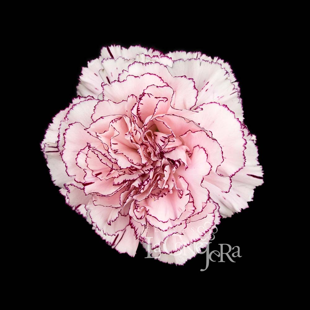 Mariposa – Flores la Conejera