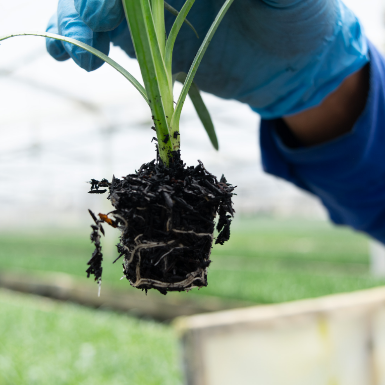 Nosotros – Flores la Conejera